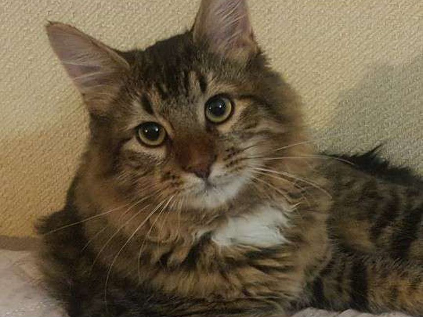 Мейн-кун метис 4,5мес привит ласковый домашний