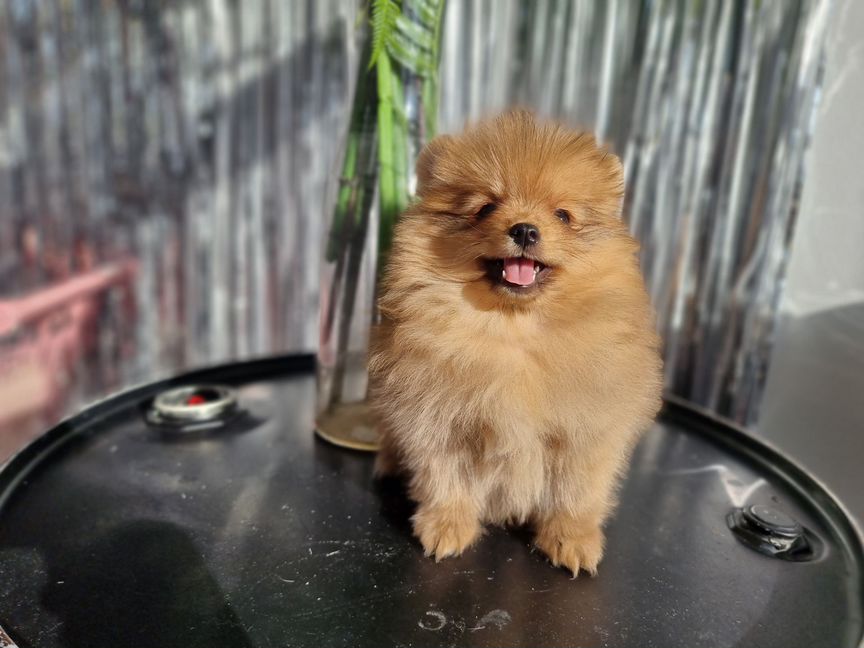 Померанский шпиц