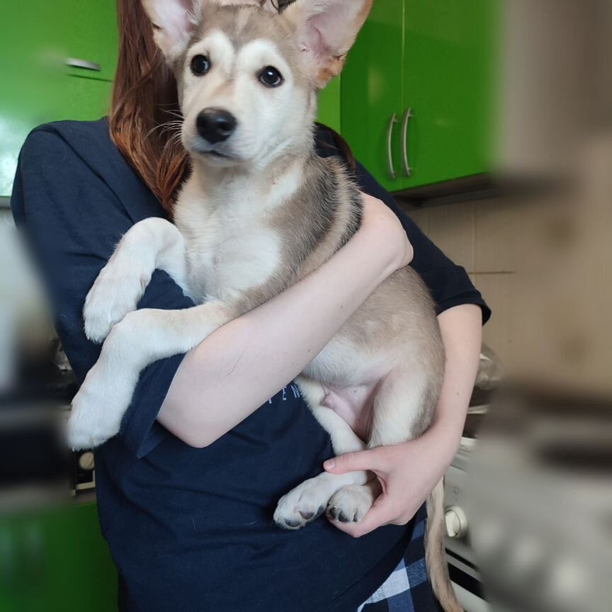 Щенок в добрые руки