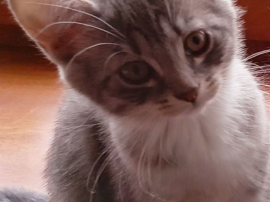 Котята ищут родителей