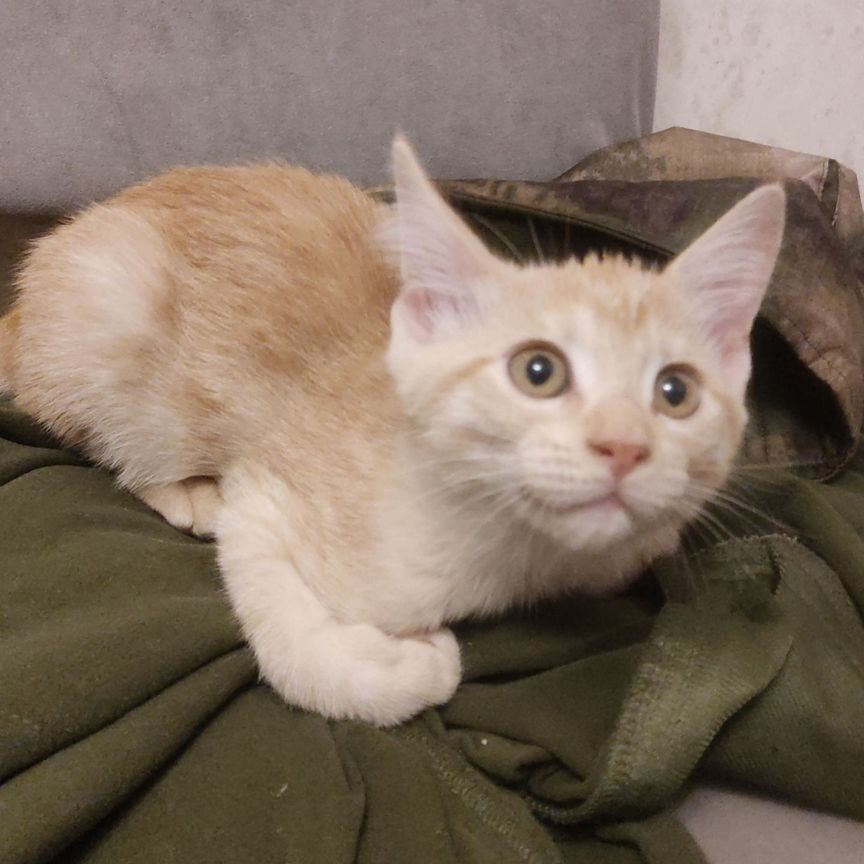 Кошечки мышеловки мама майкун