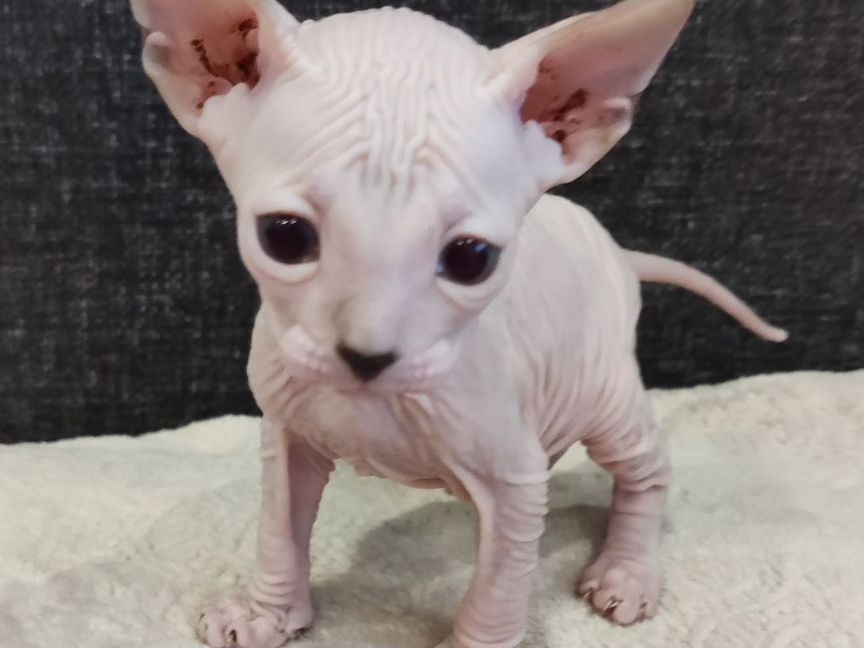 Котята сфинкс велюр