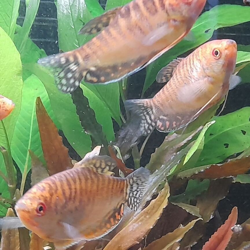 Гурами золотые