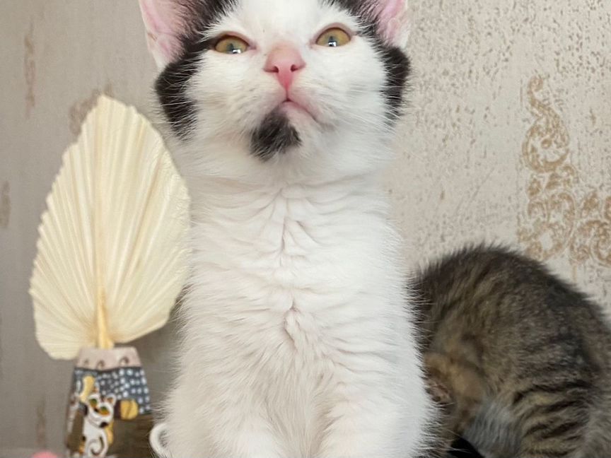 Милашик ищет дом