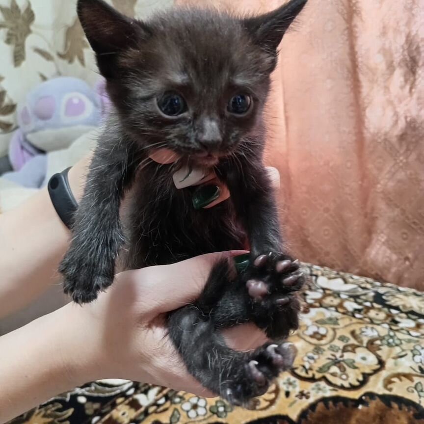 Отдам бесплатно котят