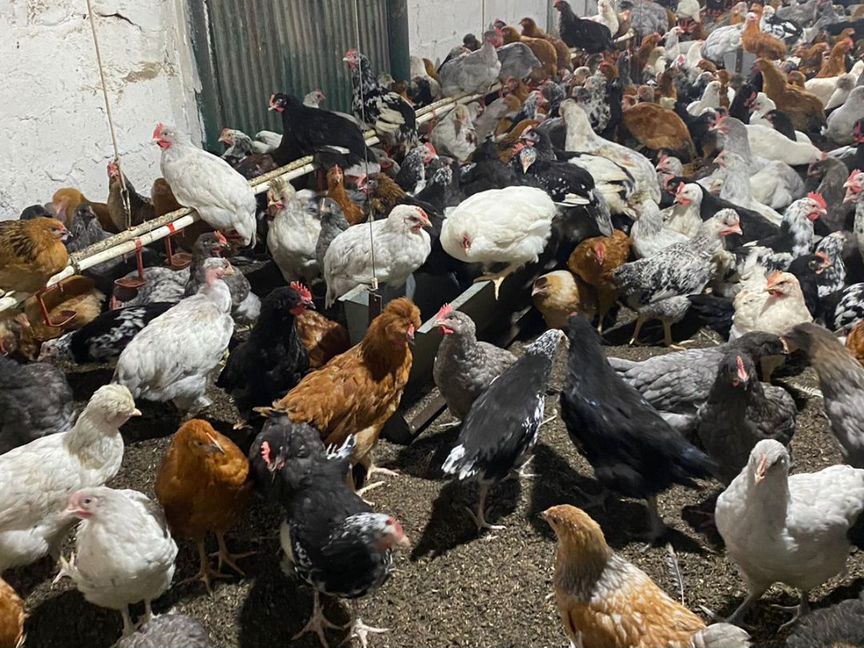 Куры молодки несушки