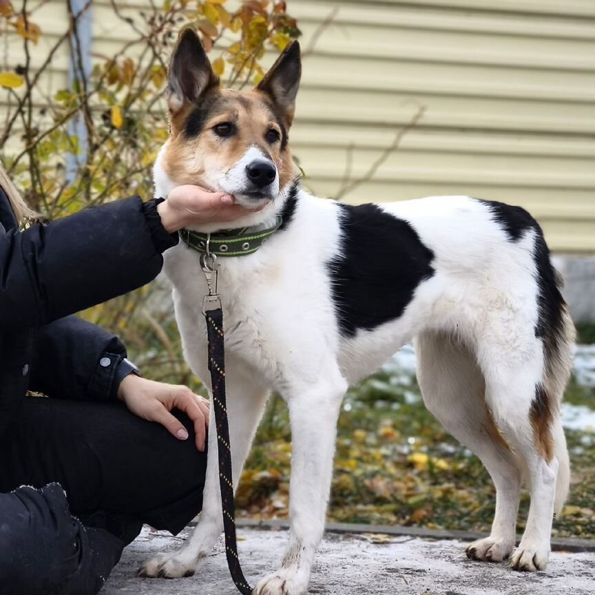 Взрослая собака в добрые руки