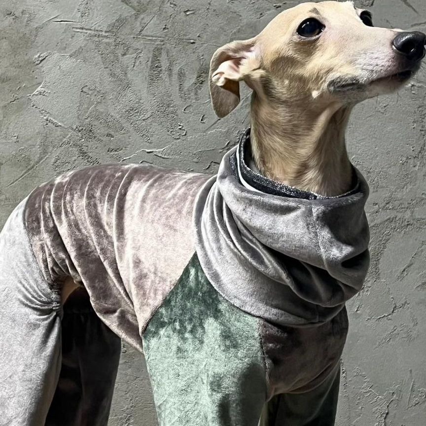 Essence of Love - Одежда для собак - левретки