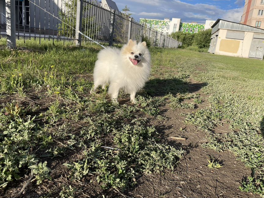 Немецкий шпиц