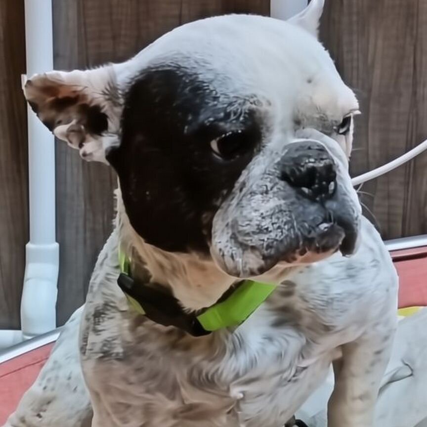 Французский бульдог, взрослая собака