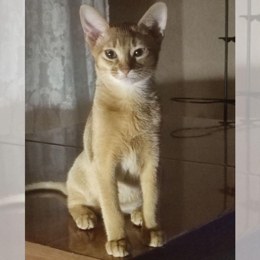 Кошки породистые