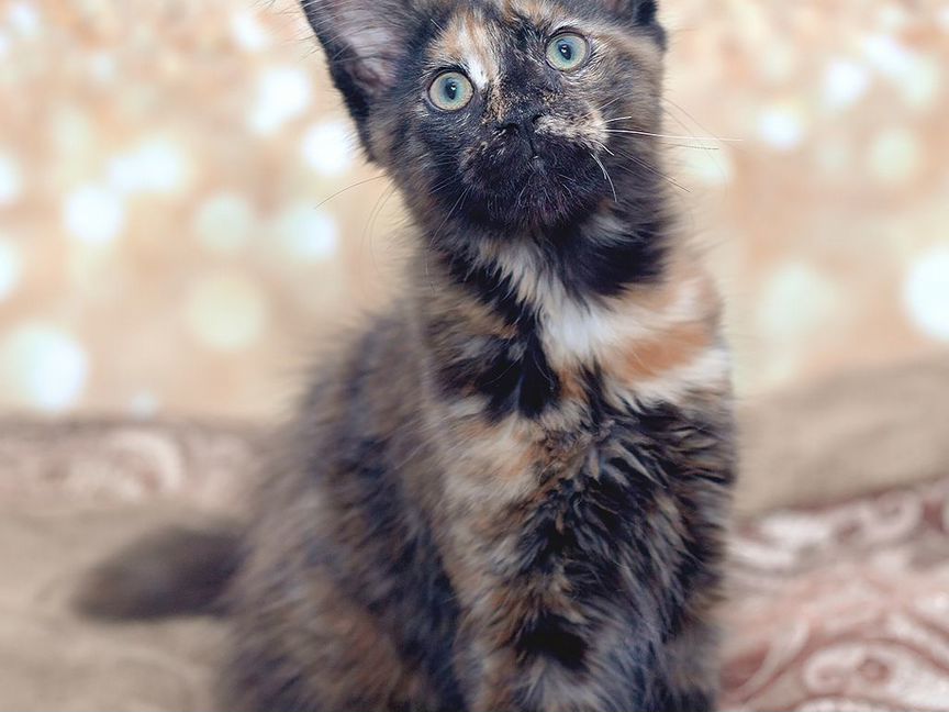 Котёнок Мейн - Кун Gypsy Queen