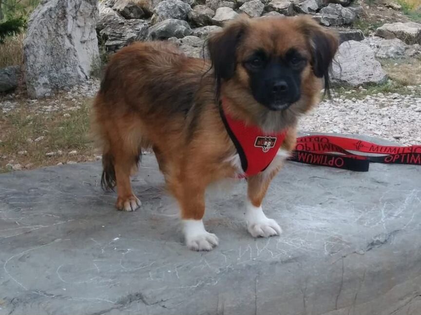 Маленькая собака Масяня