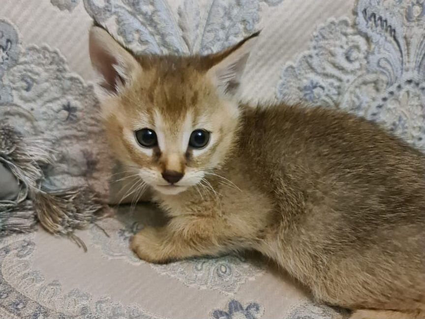 Чаузи ф1 мальчик