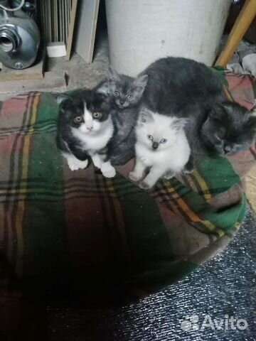 Котята в добрые руки