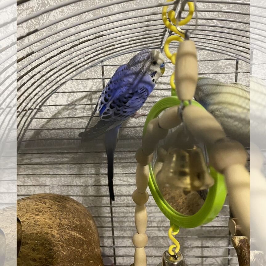 Волнистые попугайчики пара