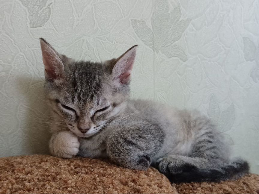 Продам котенка от сфинкса