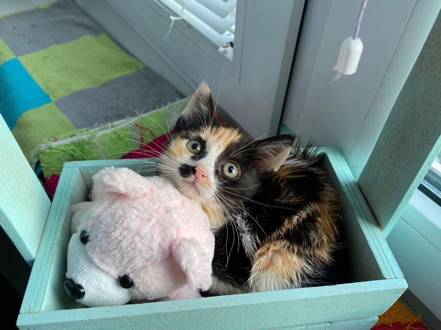 Котенок Конфетка в лучшие руки