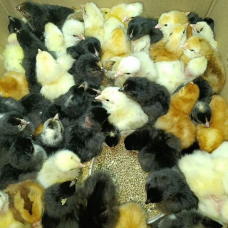 Цыплята домашние
