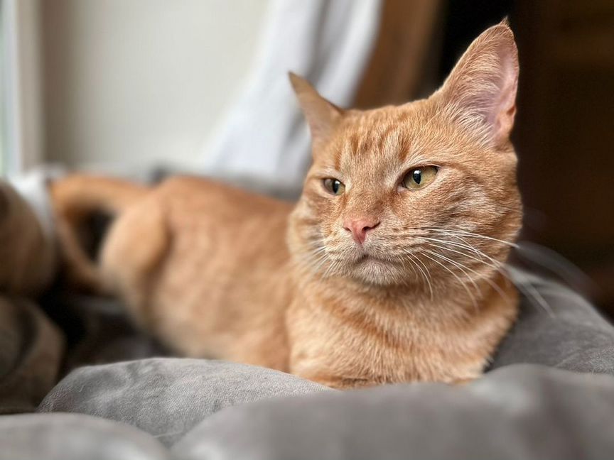 Дерзкий котэ