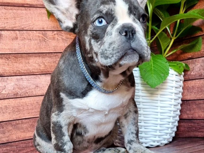 Французский бульдог щенки