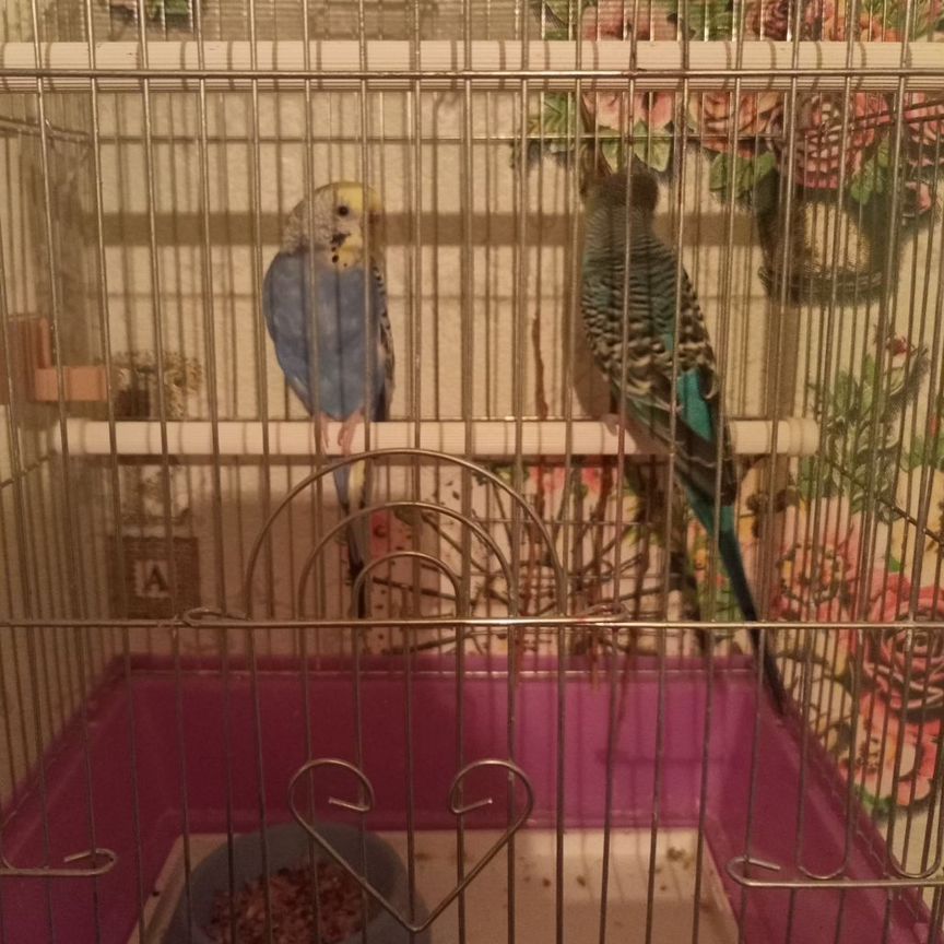 Волнистые попугаи с клеткой