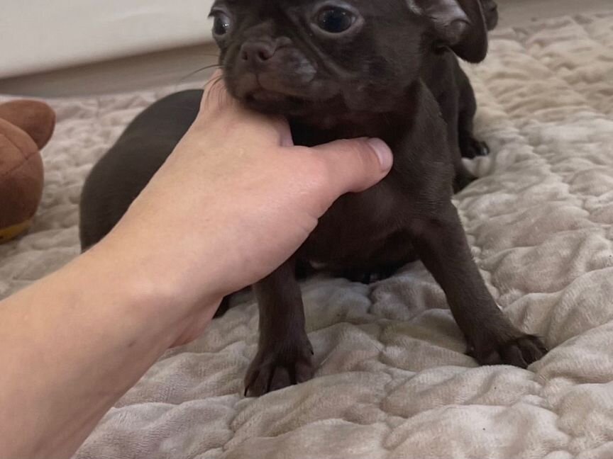 Шикарный мини чихуахуа