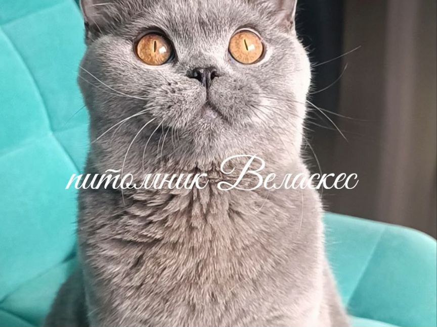 Голубая британская красотка