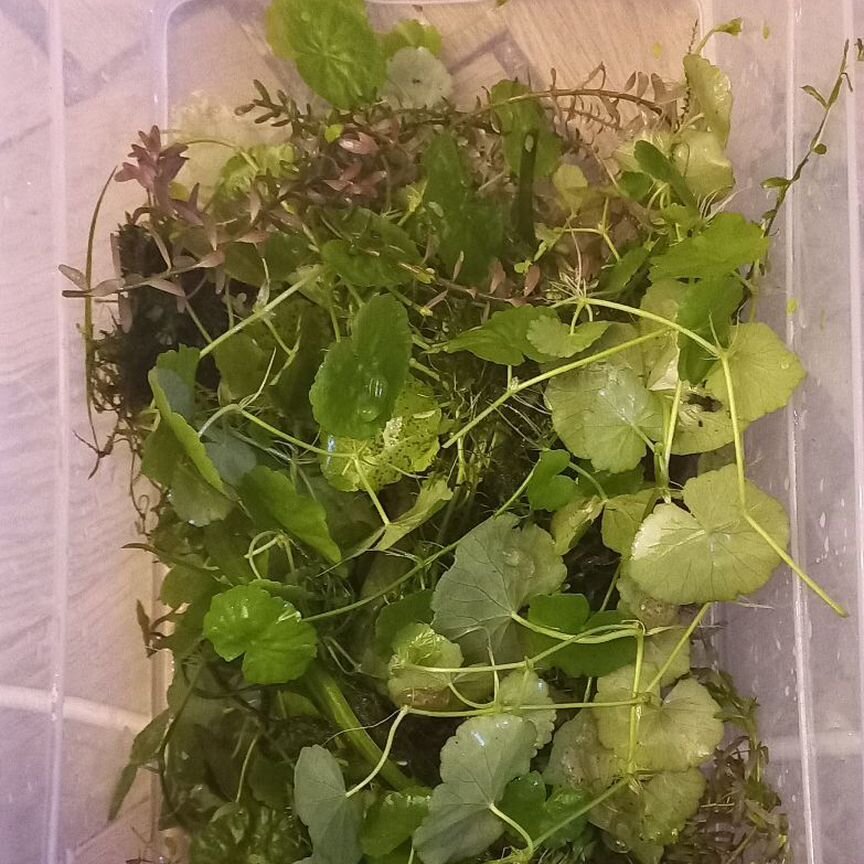 Аквариумная прополка