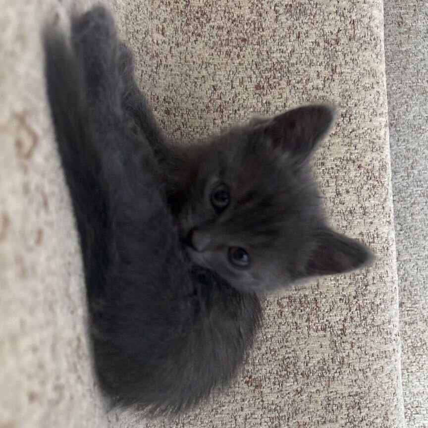 Британский короткошёрстный котёнок