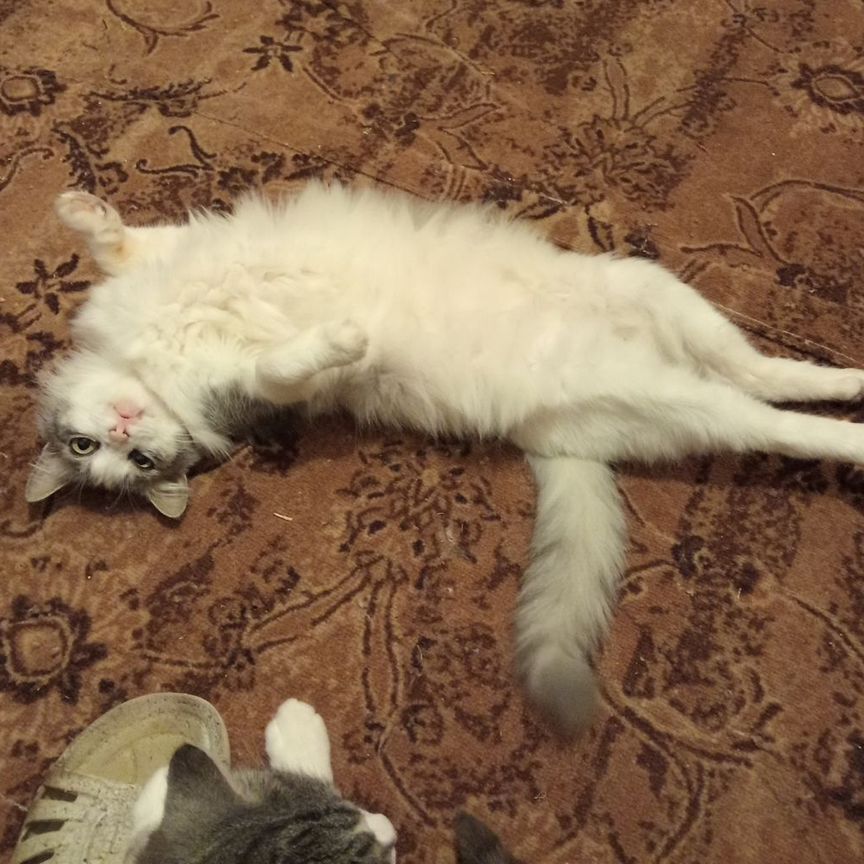 Взрослая кошка в добрые руки