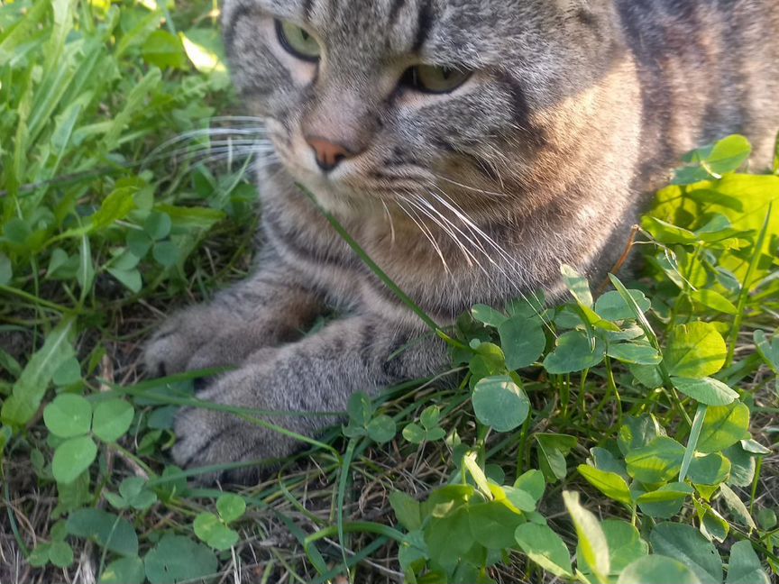 Кот
