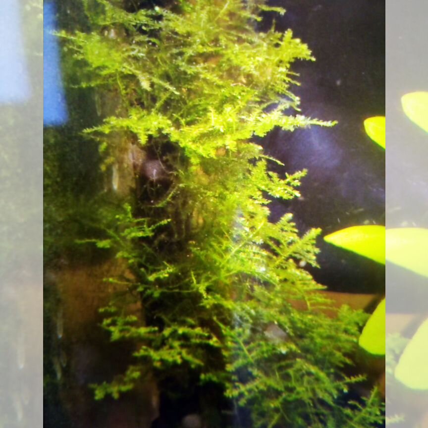 Мох новогодний