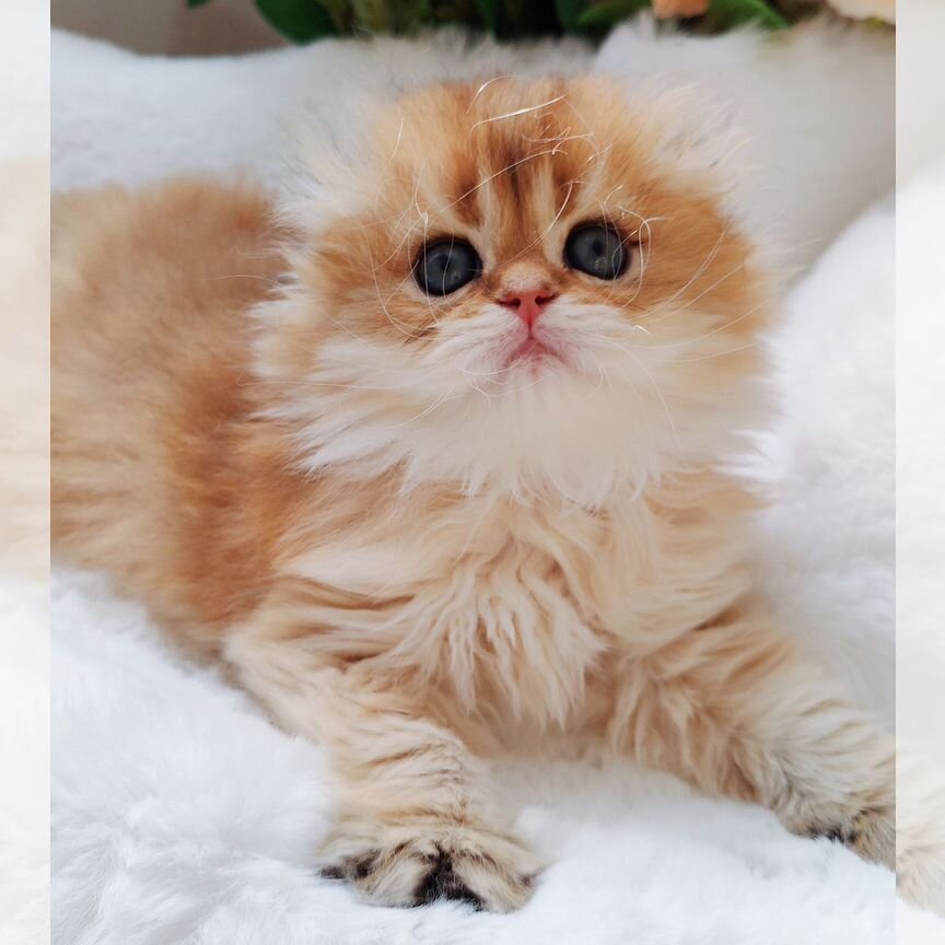 Шотландский вислоухий мальчик