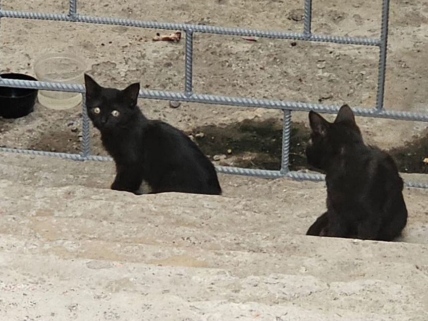 Котята в добрые руки Санкт-Петербург
