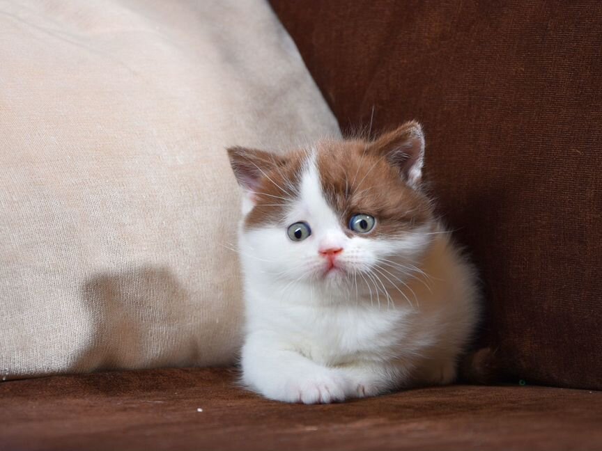 Шоколадный британский арлекин