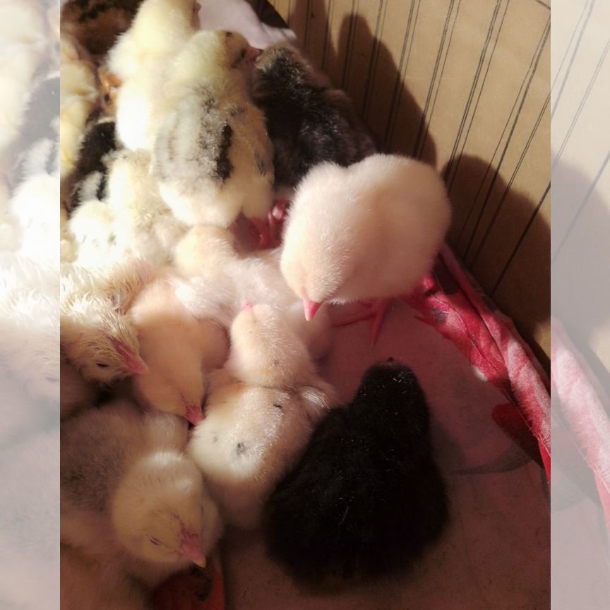 Цыплята суточные несушки