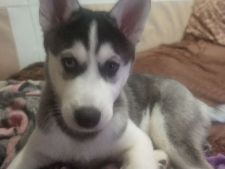 Отдам щенка хаски в добрые руки