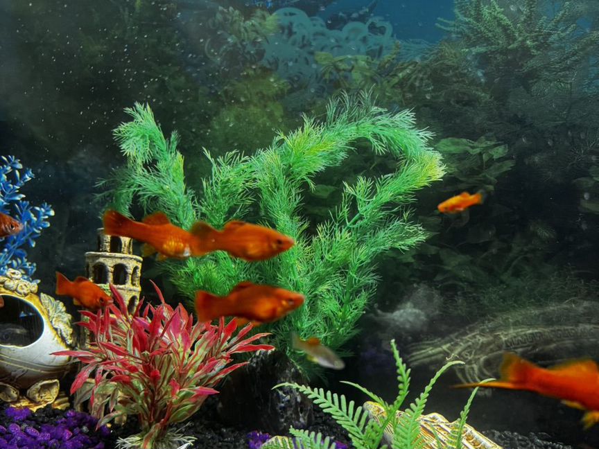 Аквариумные рыбки меченосцы