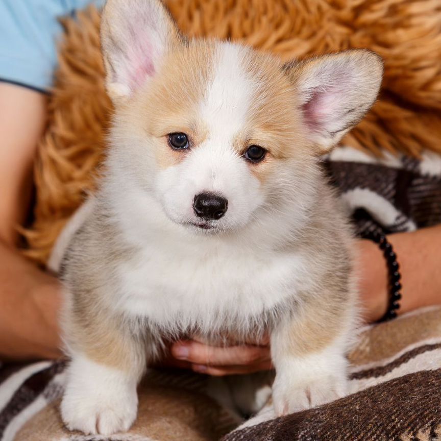 Вельш Корги Пемброк, щенок