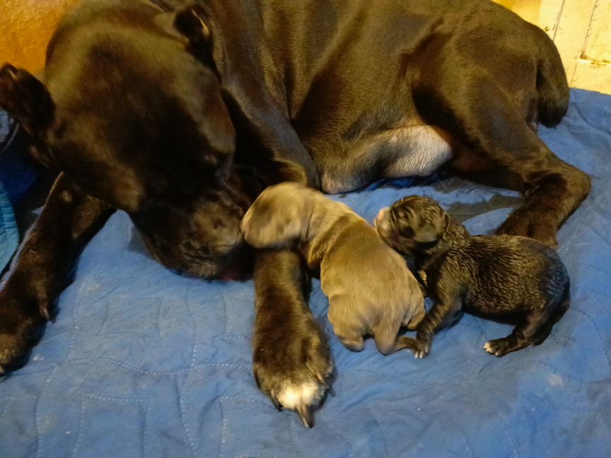 Собаки щенки Кане Корсо