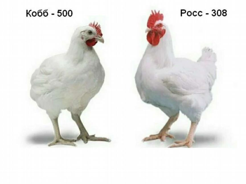 Инкубационное яйцо