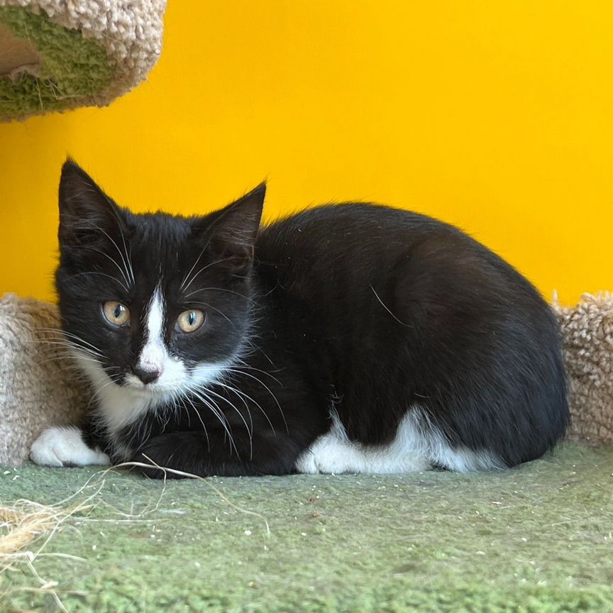 Котенок маркизик 4 месяца