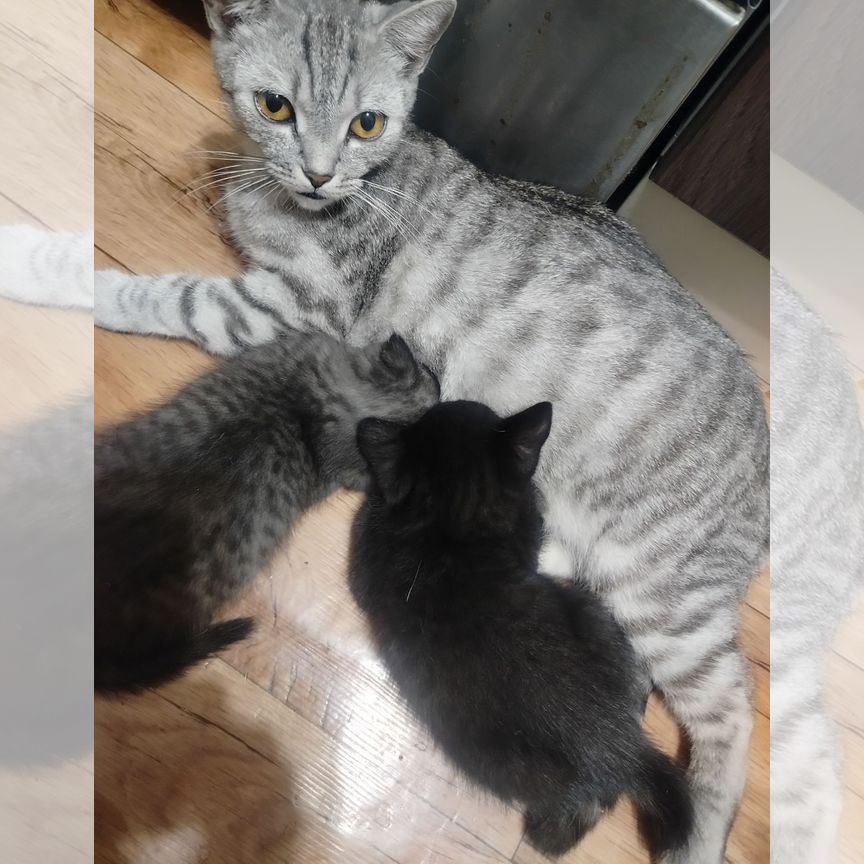 Шотландский вислоухий длинношёрстный котёнок