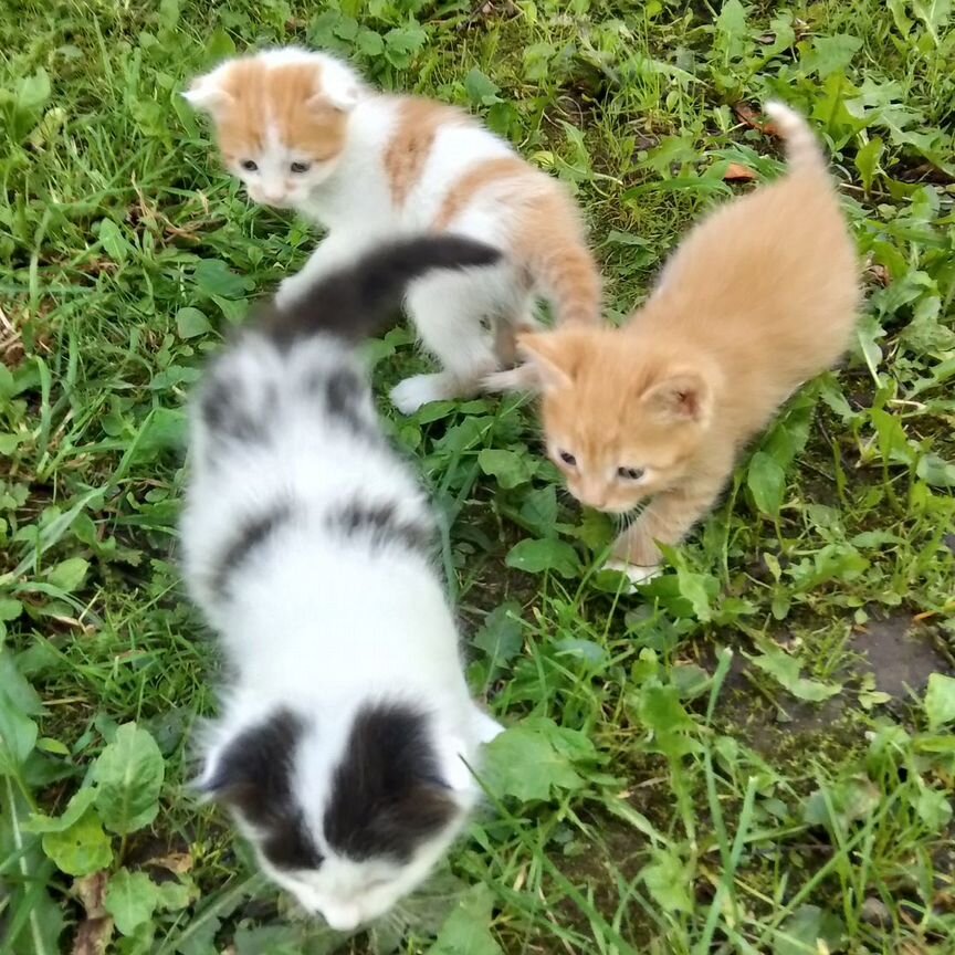 Котята