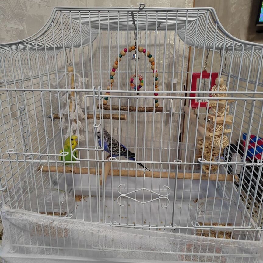 Волнистый попугай с клеткой