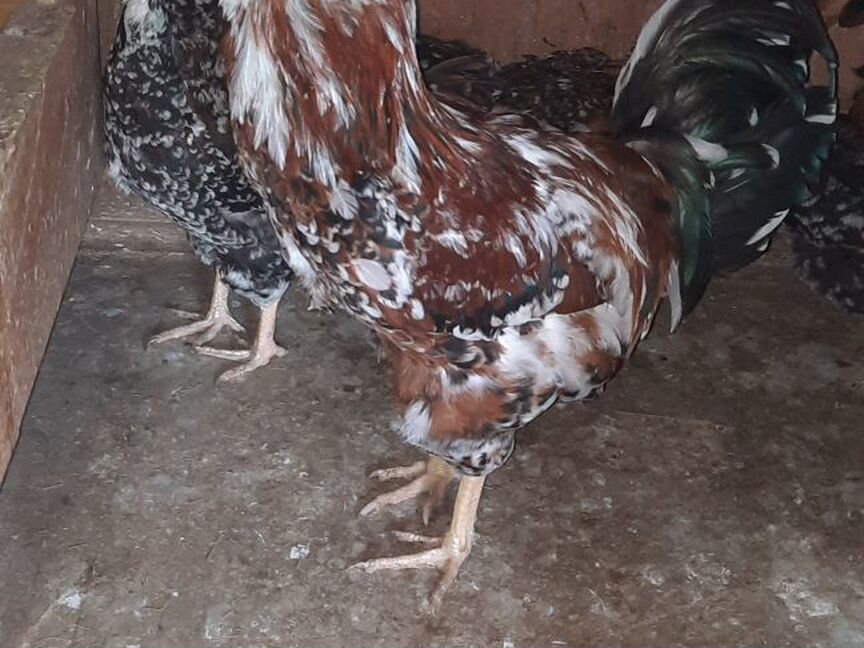 Куры орловские ситцевые