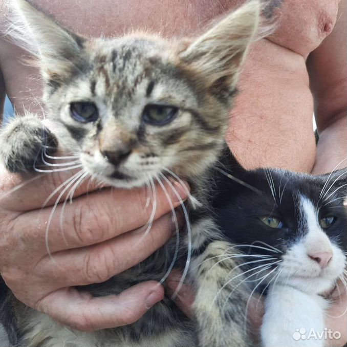 Котята с завода просят помощи. дом или передержка