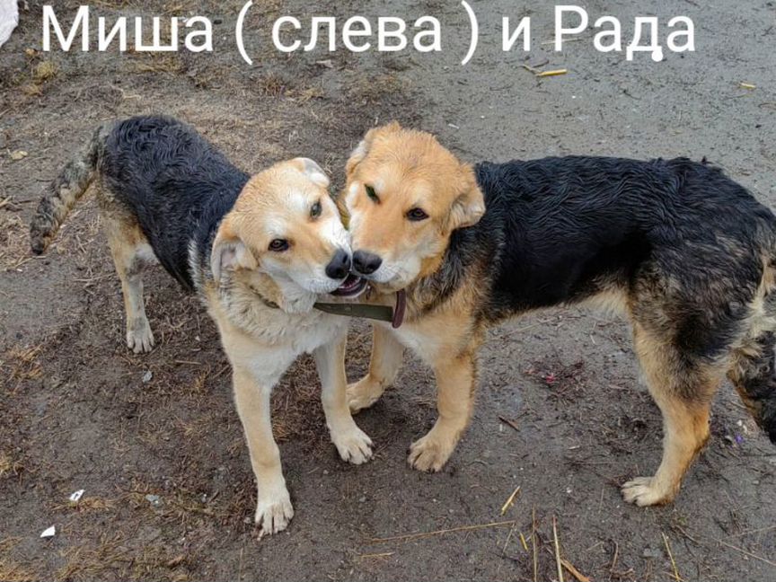 Ласковые щенки ищут дом