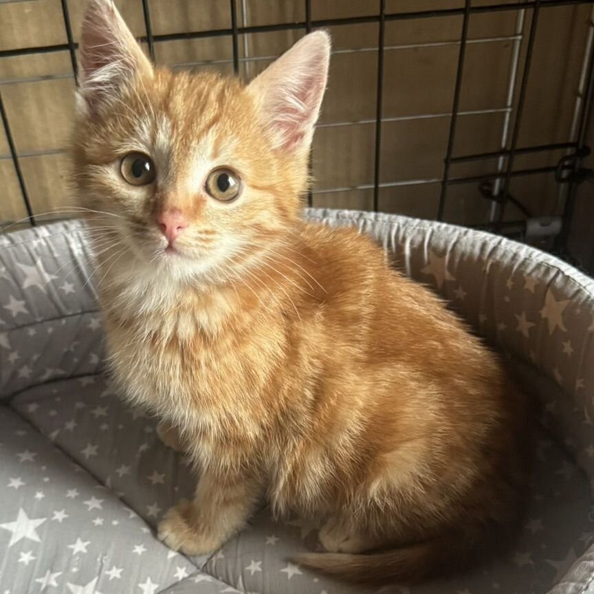 Котёнок в добрые руки